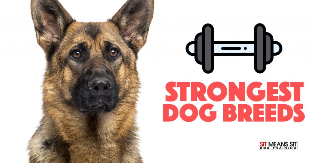 The Strongest Dog Breeds | Sit Means Sit Dog Training - Aliante & Summerlin