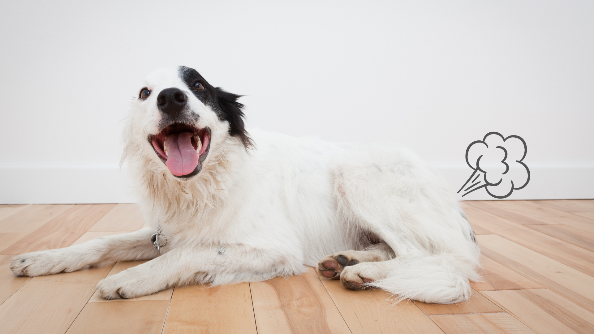 How Exercise Impacts Dogs' Behavior and Obedience