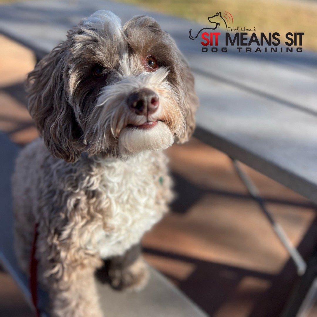 Why Proper Training Leads to a Happier, Healthier Dog | Sit Means Sit ...