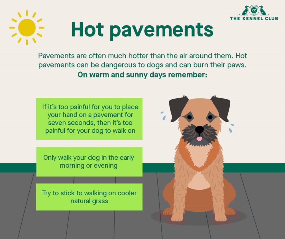 Keeping Your Dog Safe in Hot Weather: Essential Tips and Resources ...