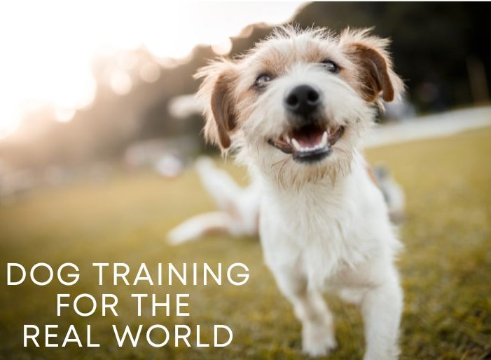 Why Dog Day Training is the Perfect Fit | SMS Cleveland
