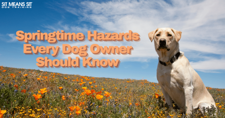 Springtime Hazards Every Dog Owner Should Know | SMS Frisco