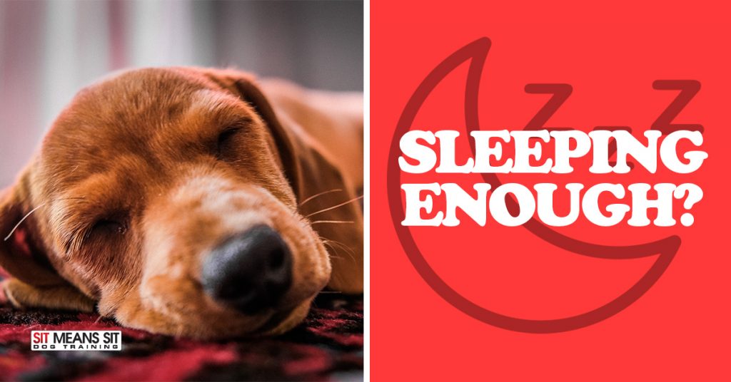 Is My Dog Sleeping Enough? | Sit Means Sit Longmont CO
