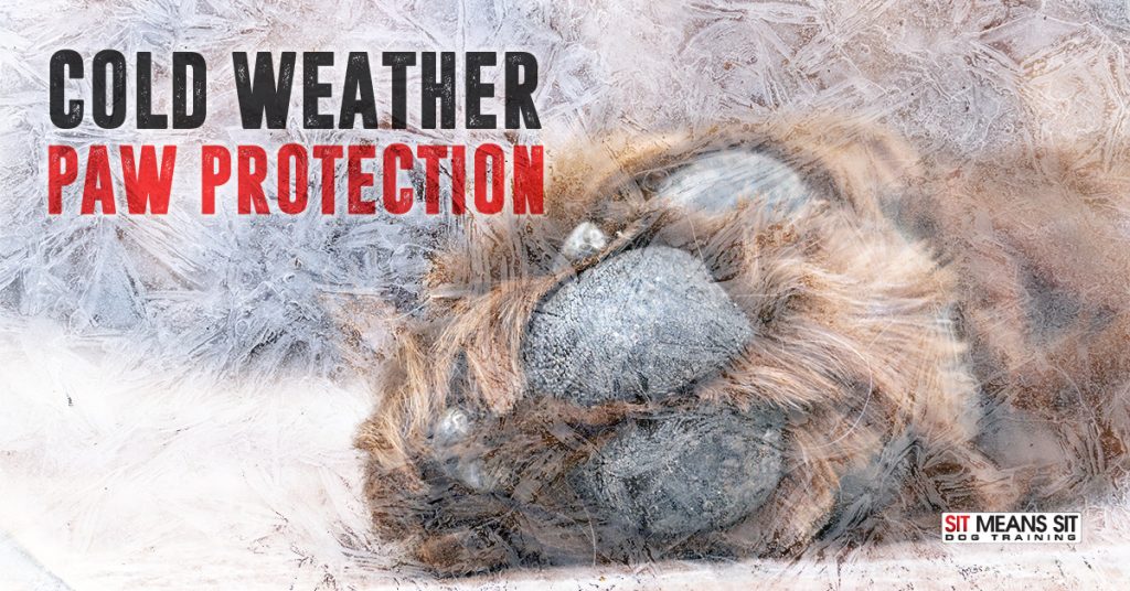 Protect Your Dog’s Paws from Snow, Ice, Salt | Sit Means Sit Metro Detroit