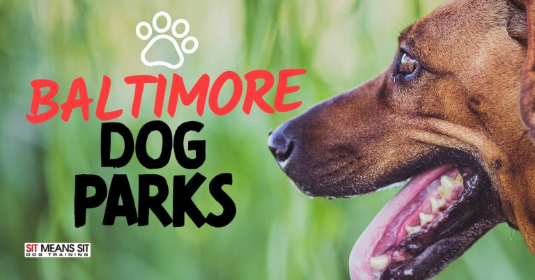 Checkout These Baltimore Dog Parks