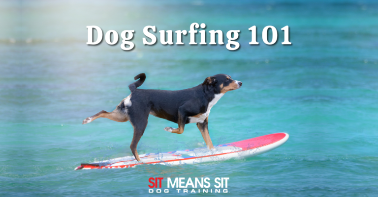 Dog Surfing 101: What You Need to Know | SMS OC Coastal