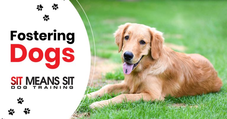 What Does Fostering Mean? | Sit Means Sit Dog Training - Portland