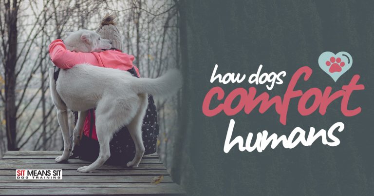 How Dogs Comfort Humans | Sit Means Sit Pueblo