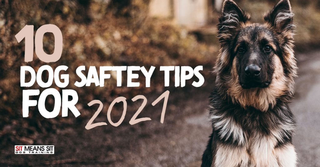 10 Dog Safety Tips for 2021 | Sit Means Sit Dog Training Raleigh
