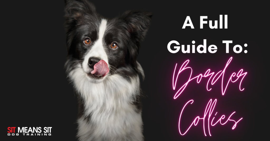 Border Collies: Everything You Need to Know - Sit Means Sit Volusia