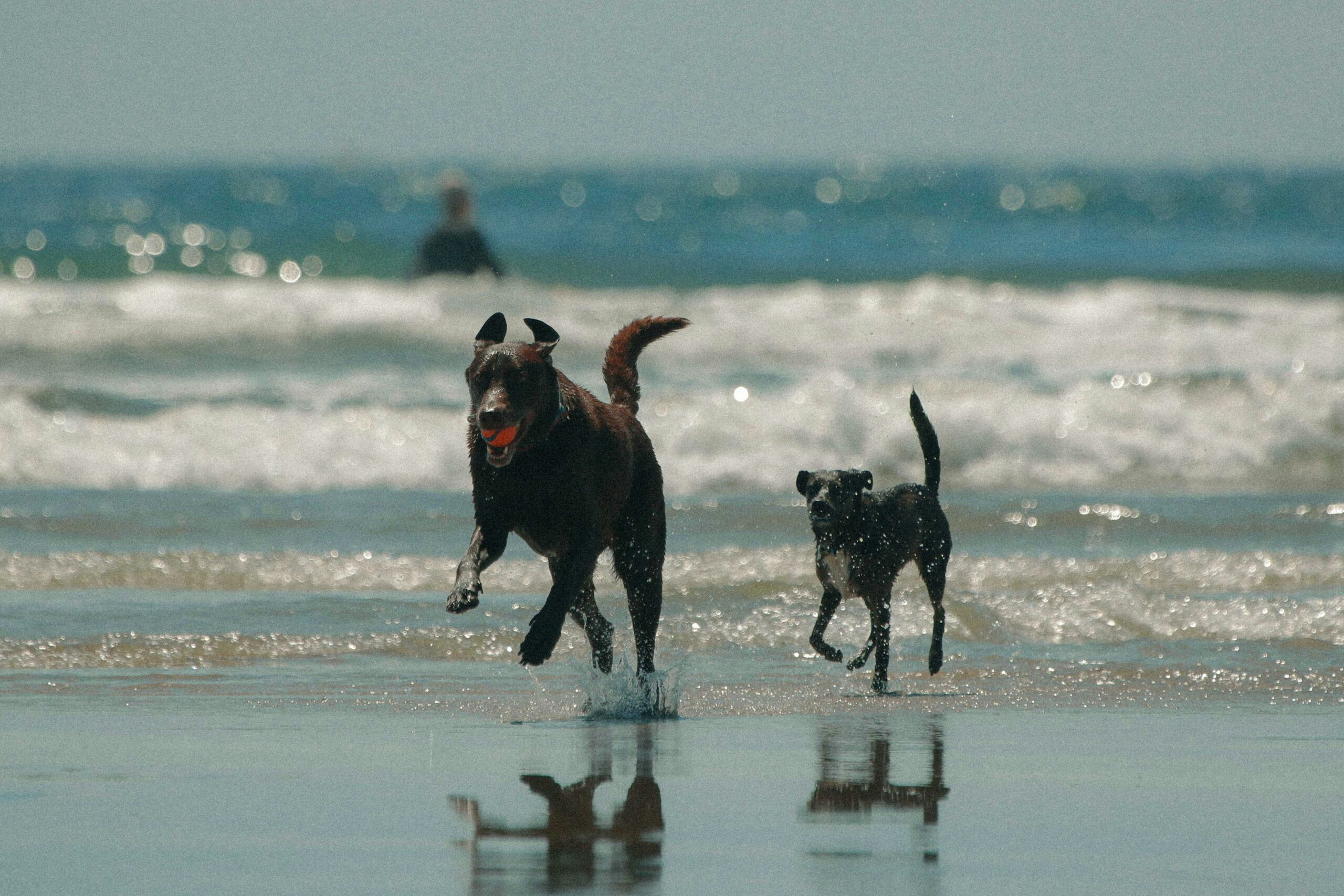 Dog-Friendly Beaches Orange County: Sun, Sand, and Wagging Tails