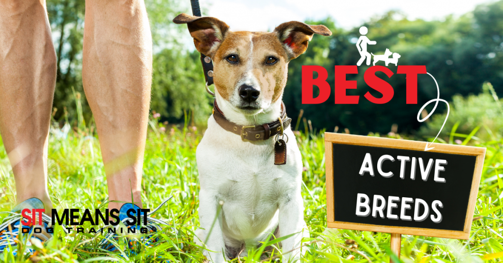 Active Dog Breeds for Active Dog Owners | Sit Means Sit